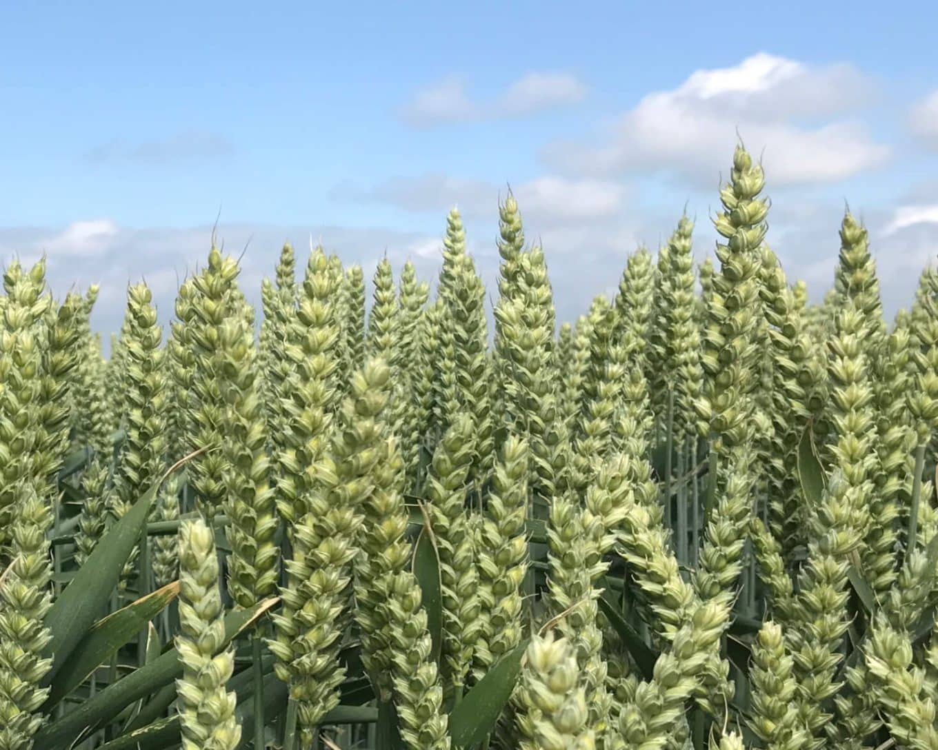 Aanbevelende Rassenlijsten - bekijk alle cijfers in PDF