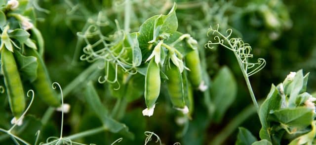 Groenbemesters kiezen: maak in 4 stappen de juiste keuze - LG Field ...