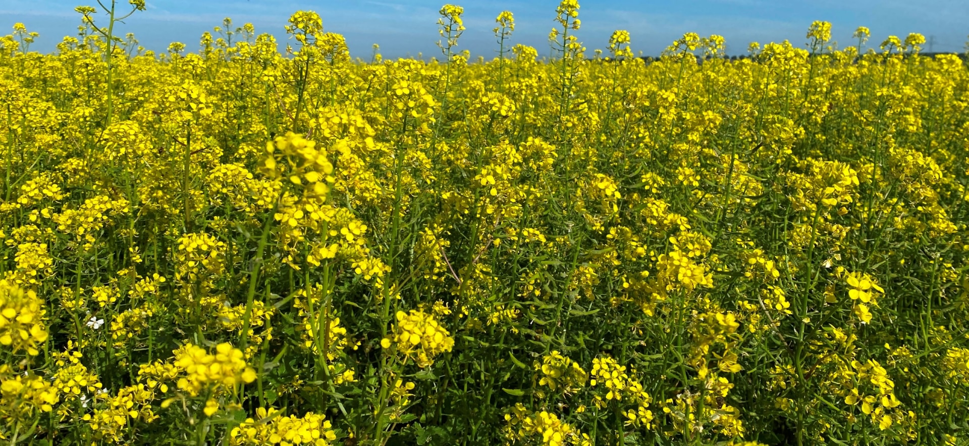 Brisant BCA-1 resistente gele mosterd | LG Seeds