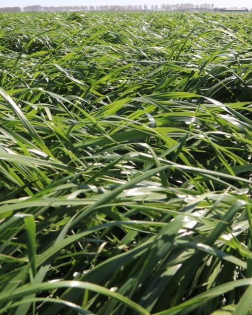 Biologische zaaizaden - LG Field Seeds Nederland