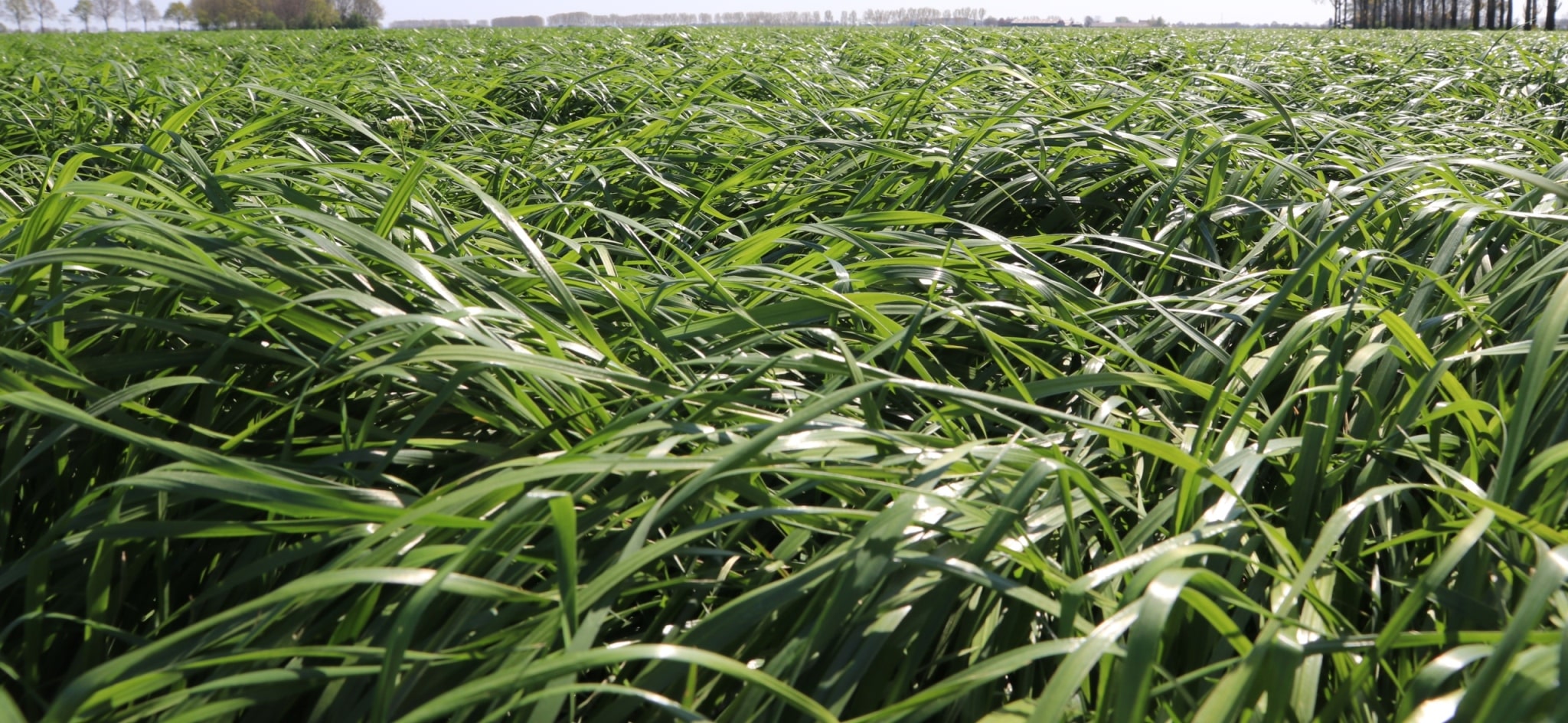 Italiaans raaigras groenbemester | LG Seeds