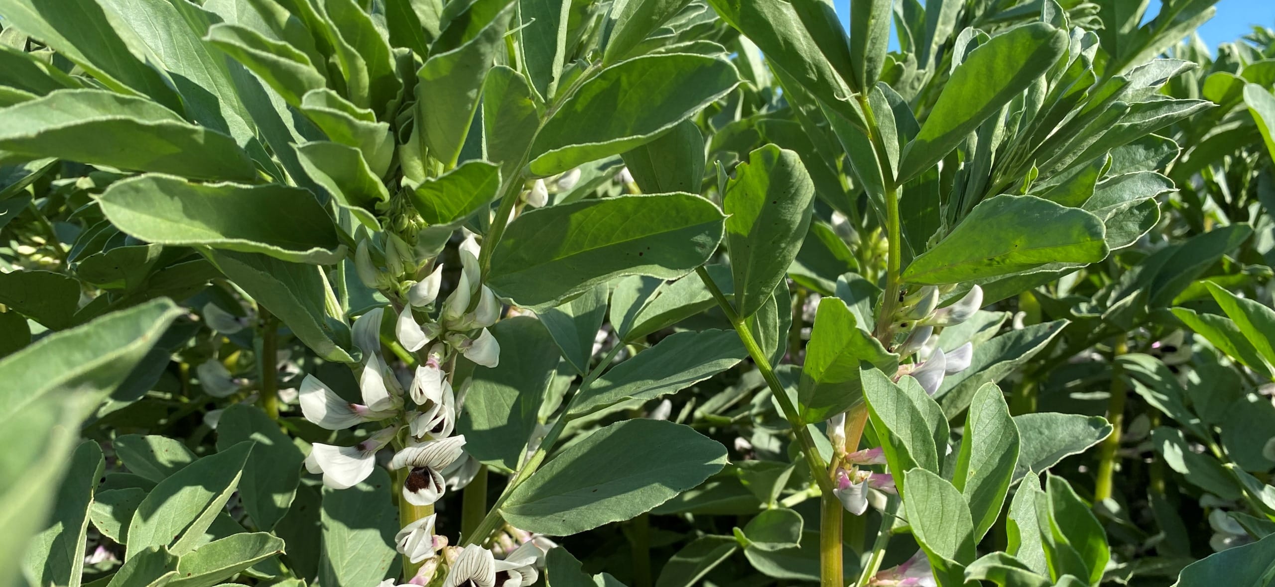 Veldbonen voor feed en food: bekijk de rassen van LG