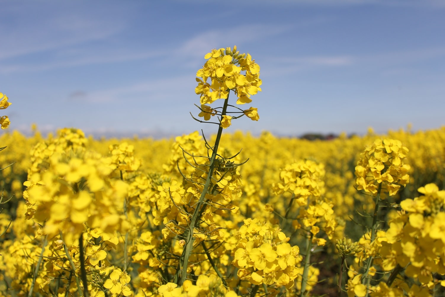 Kies voor opbrengstzeker koolzaad - LG Field Seeds Nederland