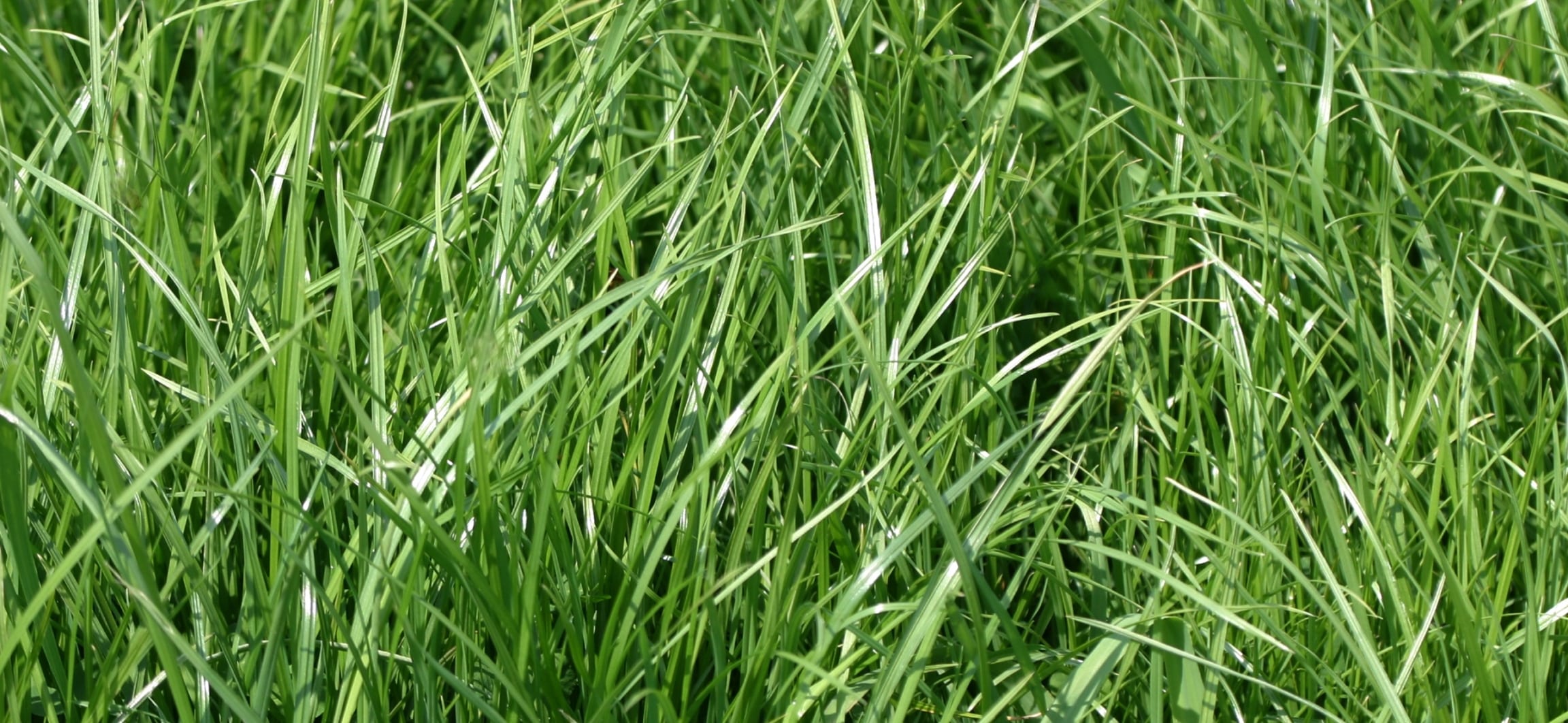 Engels raaigras groenbemester | LG Seeds