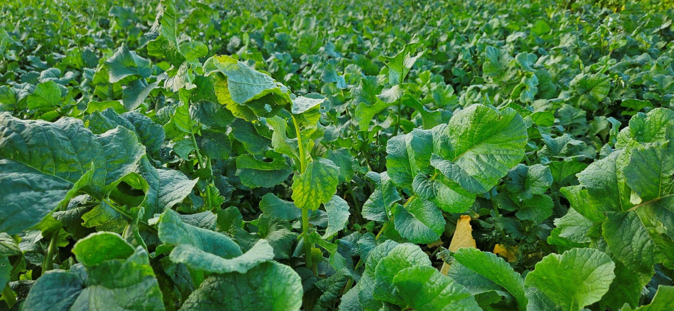 Final resistente bladrammenas | LG Seeds