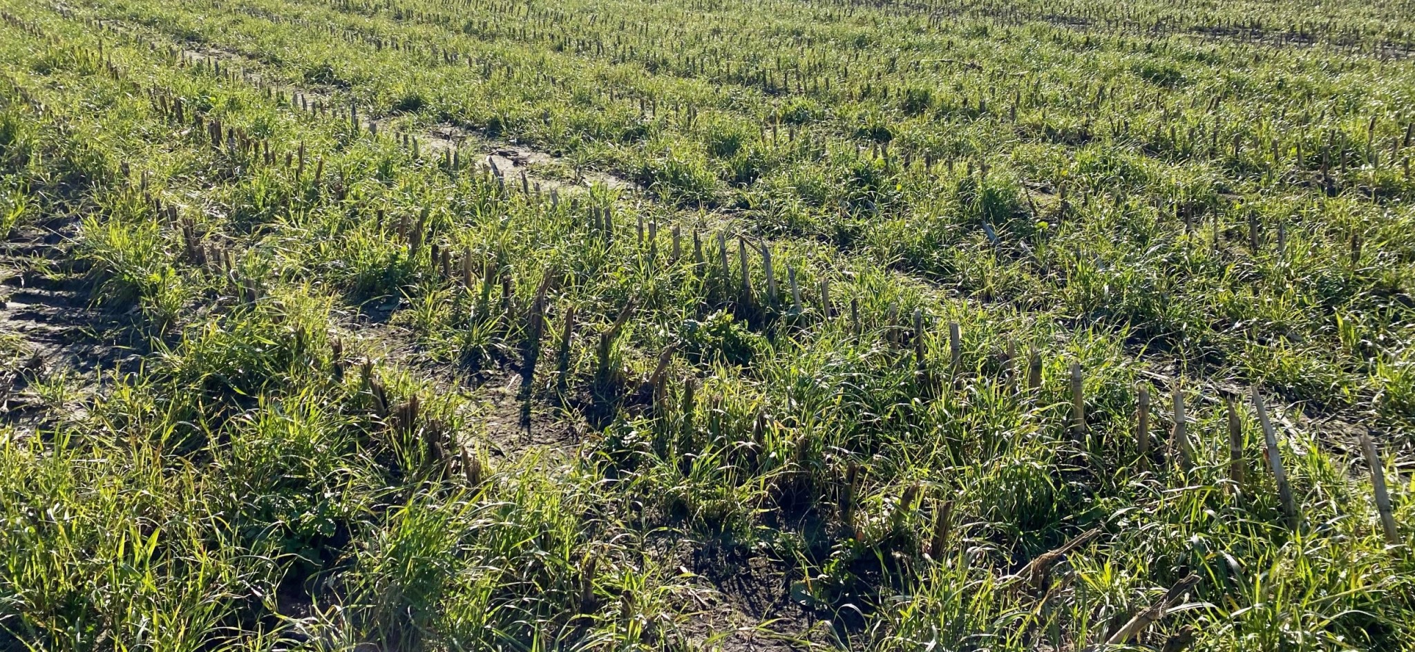 Groenbemesters kiezen: maak in 4 stappen de juiste keuze - LG Field ...
