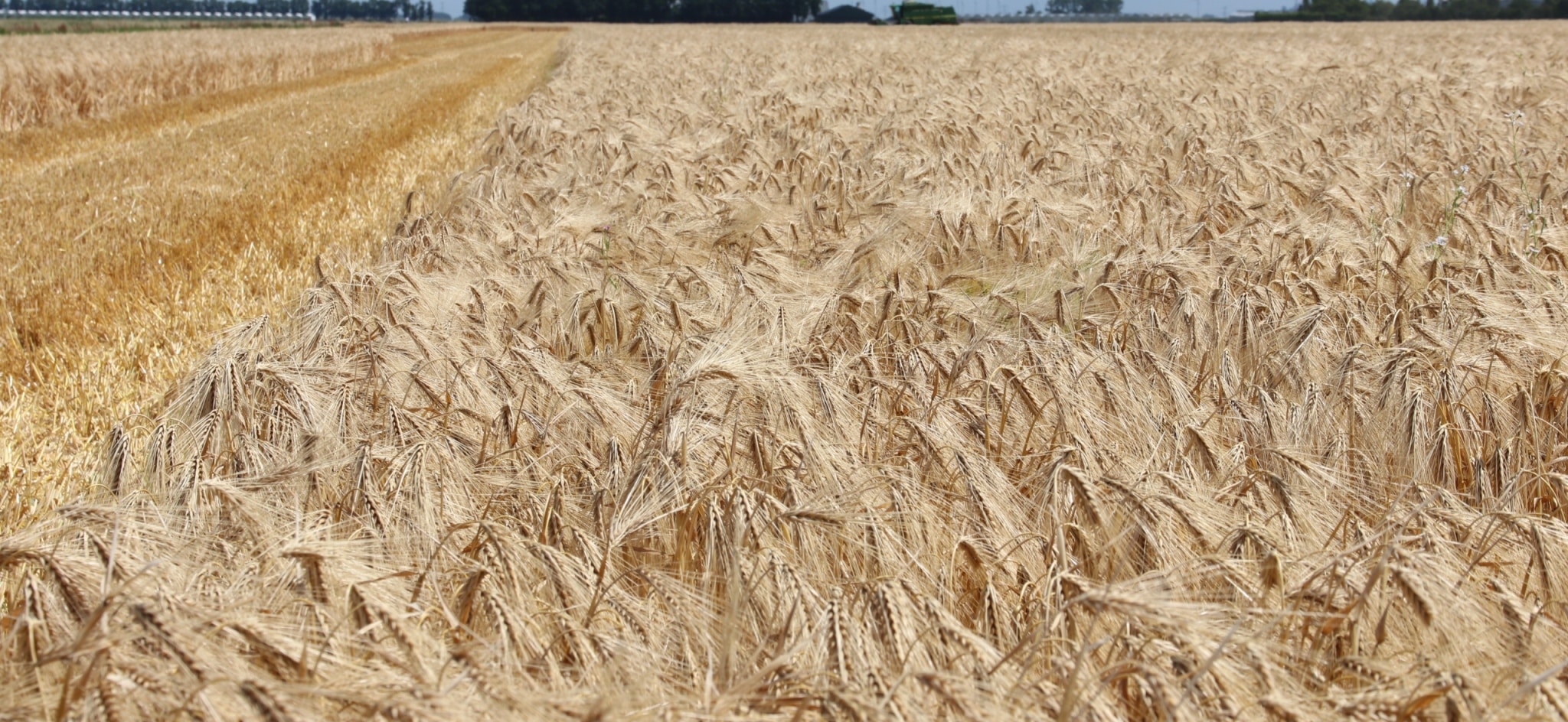 Wintertarwe: de beste tarwerassen van Europa's nr. 1 kweker | LG