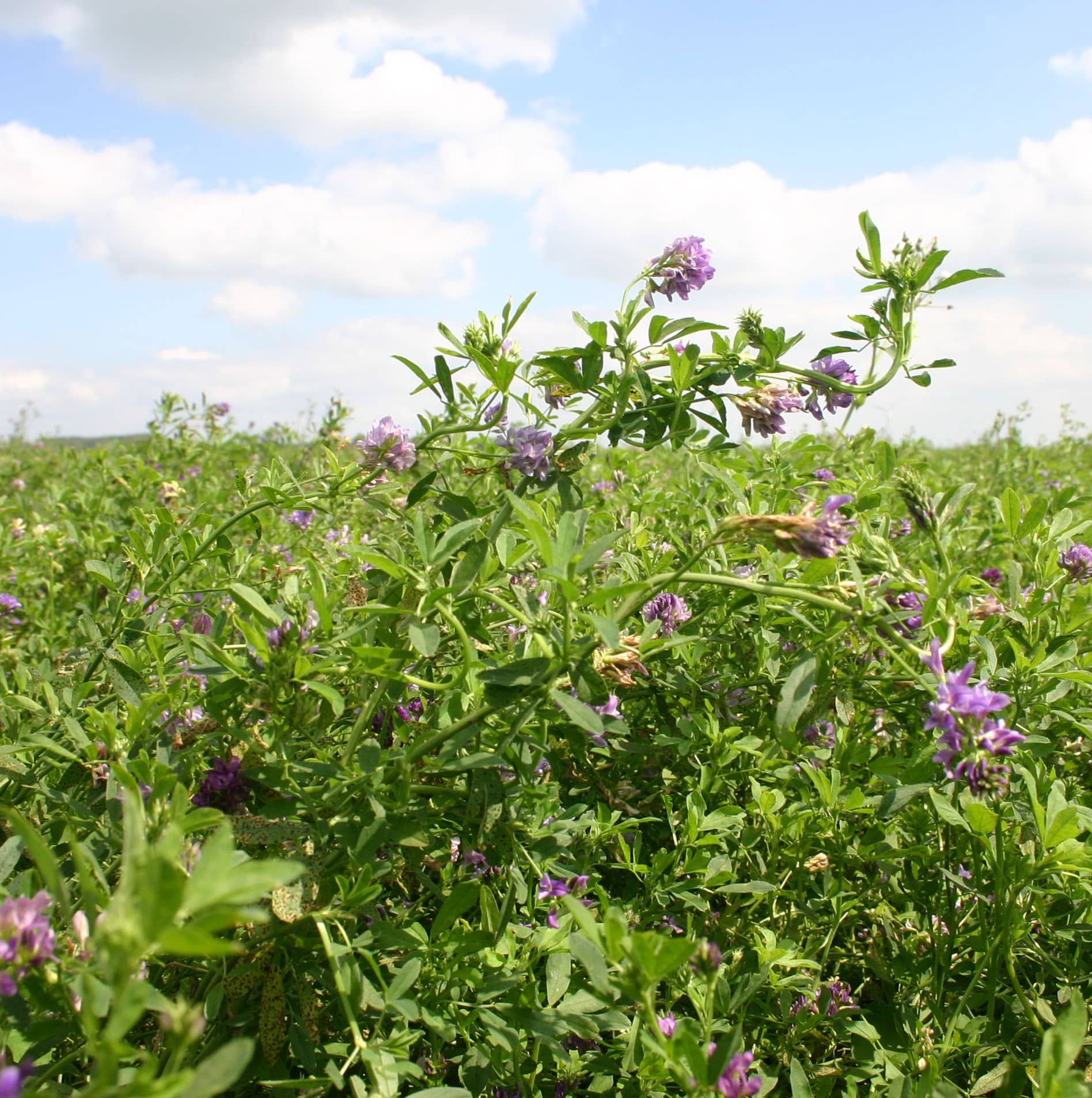 Luzerne: gezond, eiwitrijk en weinig droogtegevoelig - LG Field Seeds ...