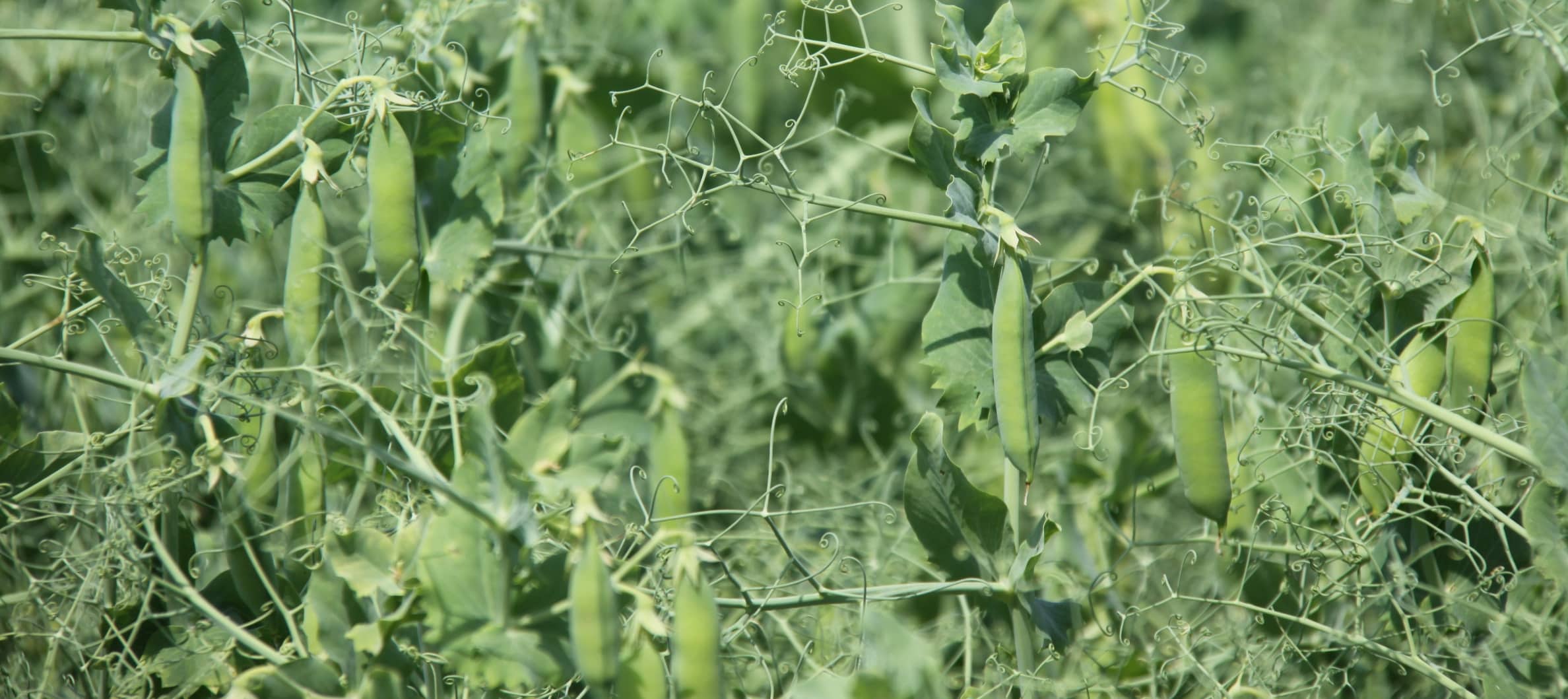 Gele erwten als rustgewas: de voordelen - LG Field Seeds Nederland