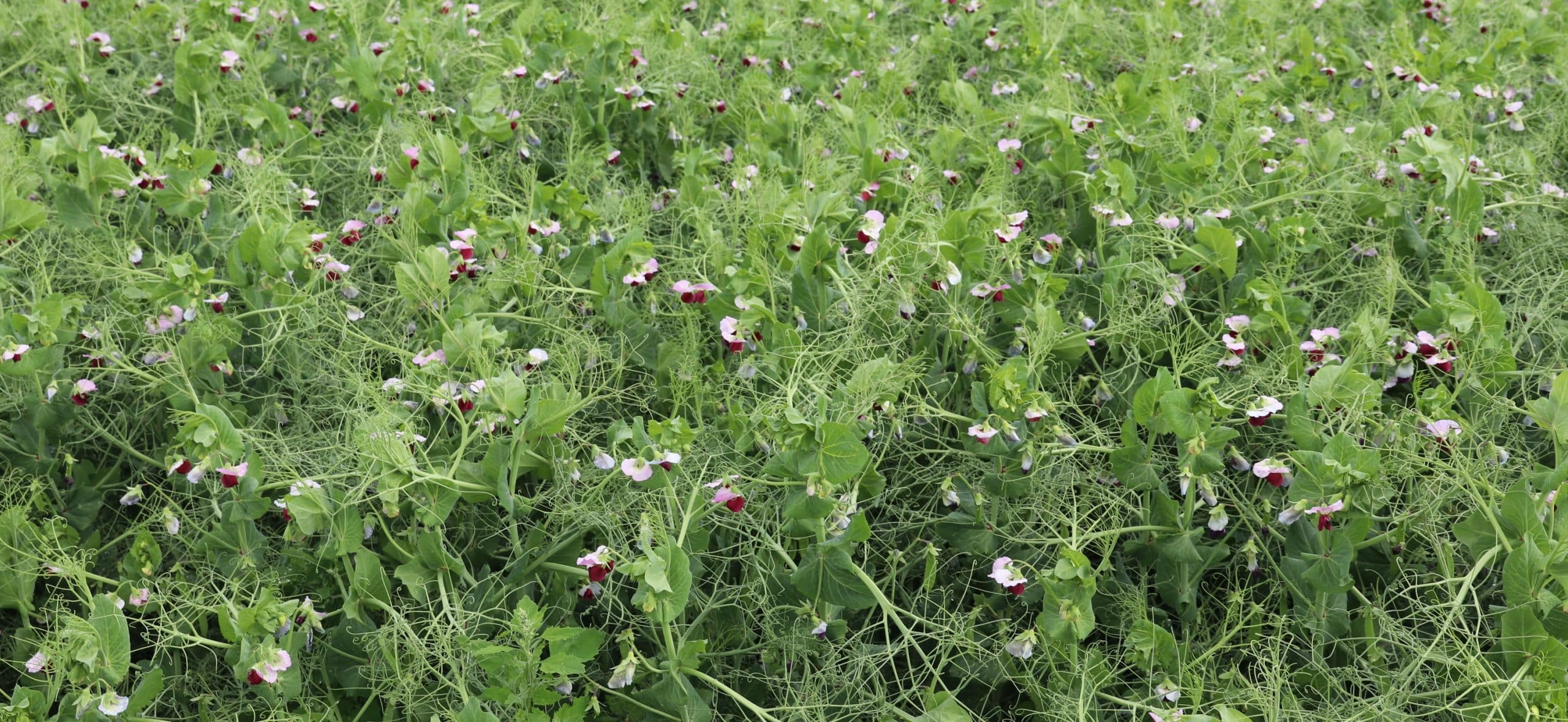 Rustgewas uitgelicht: wintergerst - LG Field Seeds Nederland